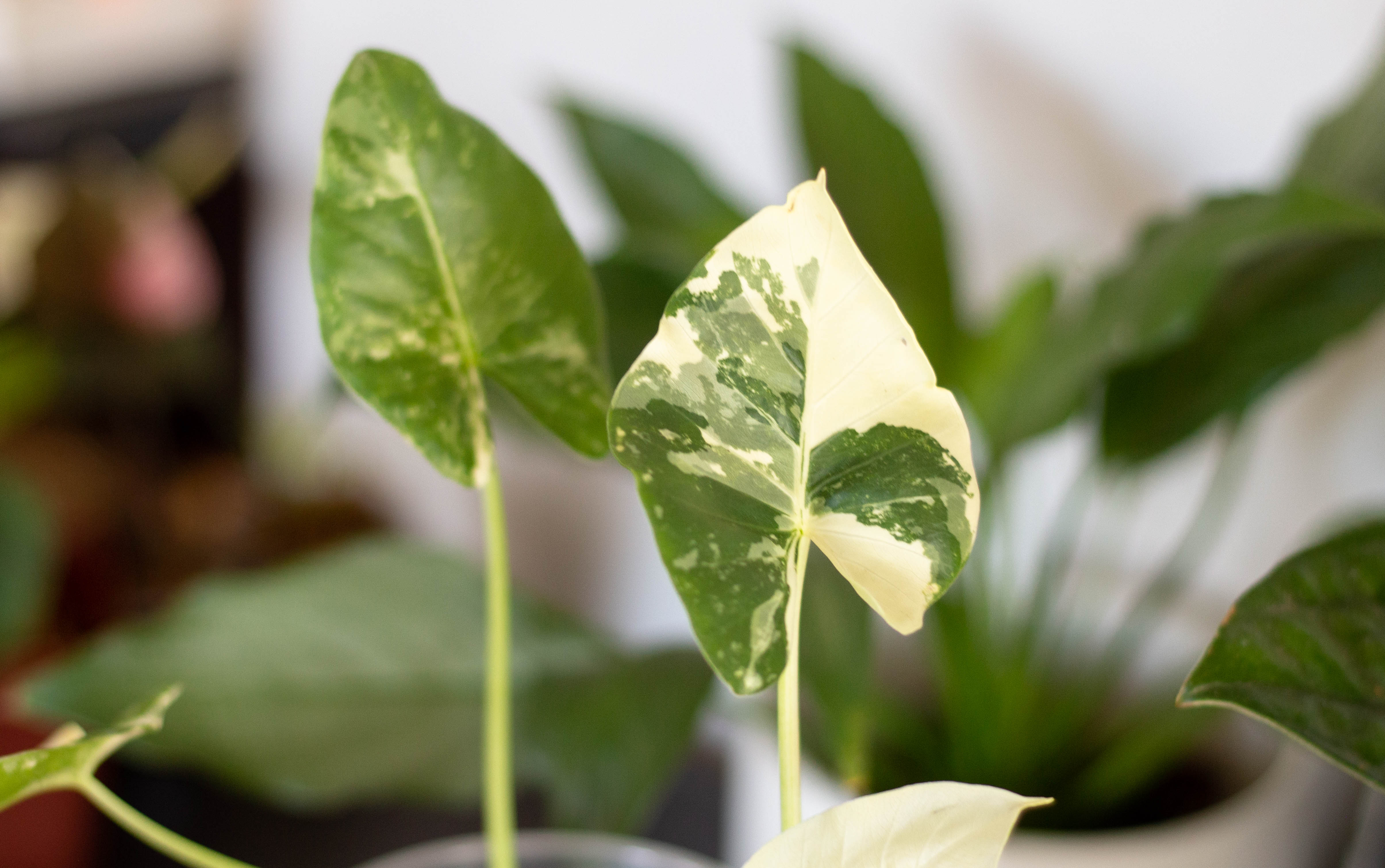 Alocasia – Sunnyy.Spott